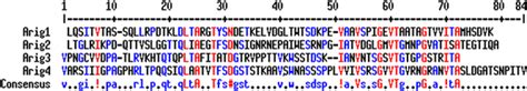 Multiple Sequence Alignment Of Four Big2 Domains Of Arig Using The Download Scientific Diagram