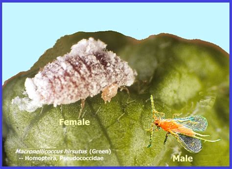 Biological Control Of Hibiscus Mealybug