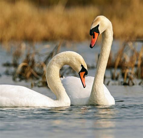 What Is The Swans Habitat Tundra Swan Lpoms