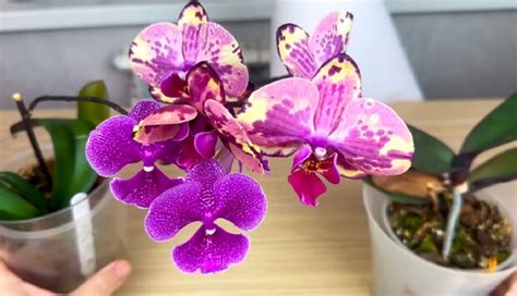 Як зрозуміти що орхідея погано реагує на яскраве сонячне світло Читайте на Ukr Net