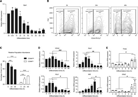 Identification Of An Adipose Tissue Resident Pro Preadipocyte