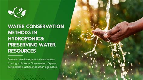 Maximizing Water Conservation Sustainable Hydroponics