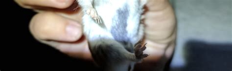 Southern Grasshopper Mouse Onychomys Torridus Faunafocus