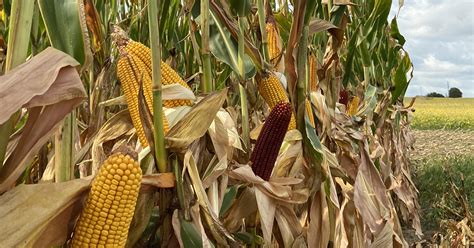 Enogen Corn Seed East Syngenta Ca