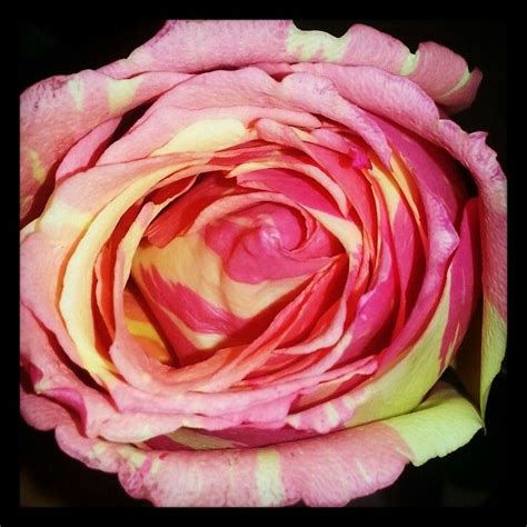 Striped Rose Flowers Rose Plants