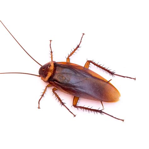 Absolute Pest Control Cockroach Services Twinsburg Ohio Absolute