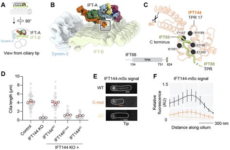 Ift88 C Terminal Loop Interacts With Ift144 Cleft For Ift A Entry Into