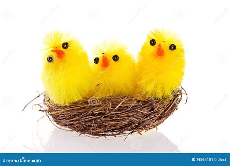Easter Chicks In A Nest On White Background Stock Image Image Of