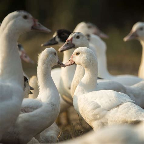 Exploring The Magical Universe Of Ducks Poultry Life Modern Poultry