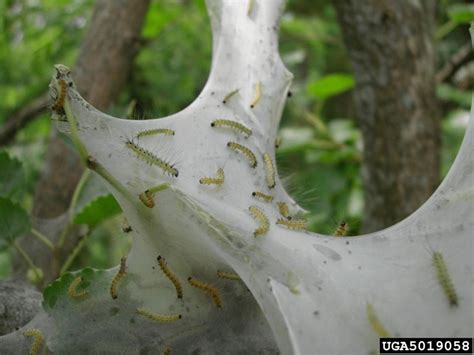 How To Get Rid Of Webworms In Trees 4 Effective Strategies