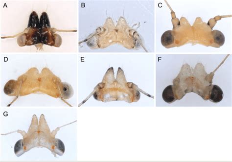 Overview Of Head Structures Of Psyllid Species In Luxembourg Psyllidae