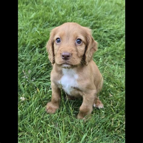 Cocker Spaniel Show Sale Ashburton Devon Cocker Spaniel
