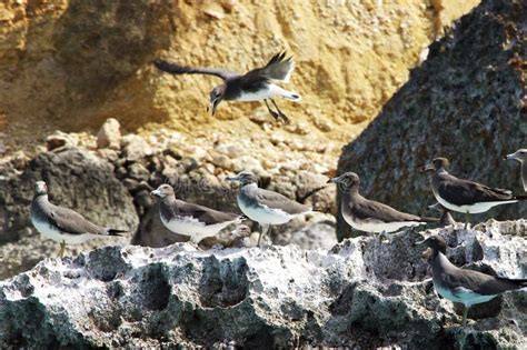 The Bird In Shuab Bay On Socotra Island Indian Ocean Yemen Stock