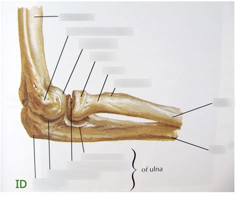 The Elbow Hinge Joint Diagram Quizlet
