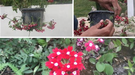 گوڵی مینا شێوازێکی ئاسان و سەرنج راکێشی چاندنی گوڵی مینا ببینن و فێربنagriculture Youtube