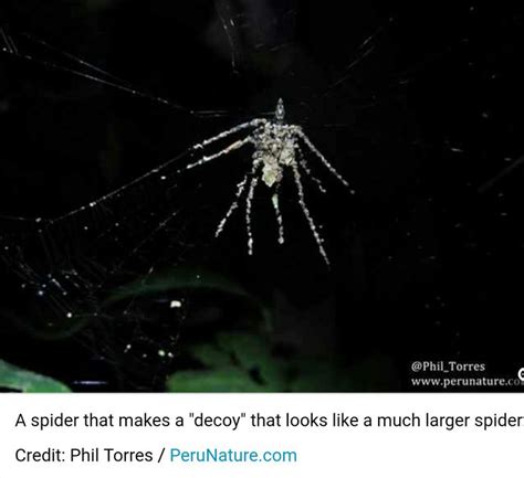 Pin By Kees Van Der Graaf On Predator Avoidance Strategies Predator