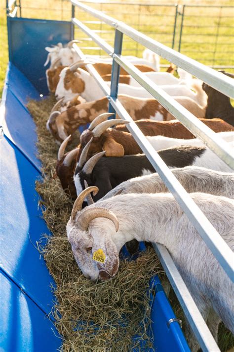 Add On Horizonal Fenceline For Sheep And Goats Sydell Sydell Inc