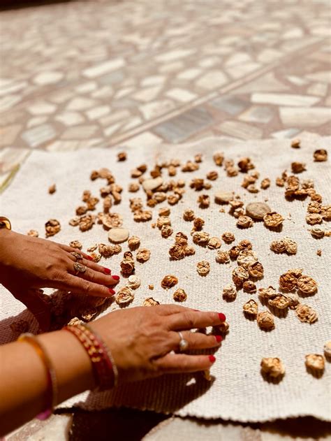 Kachri Mirch The Wild Melon That Feeds The Desert — Goya