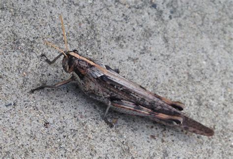 Exploring The World Of The Gray Bird Grasshopper Quick Facts Whats