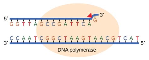Dna Replication And Repair Tutorial Sophia Learning
