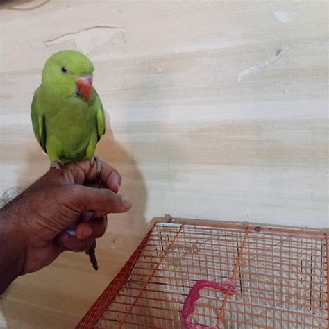 Ringneck Parrot Parrots 1106965088