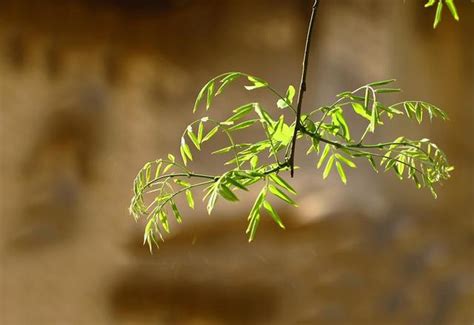 立春：咬春嘍！ 每日頭條