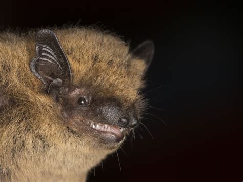 Common Pipistrelle Uk Bats Bat Conservation Trust