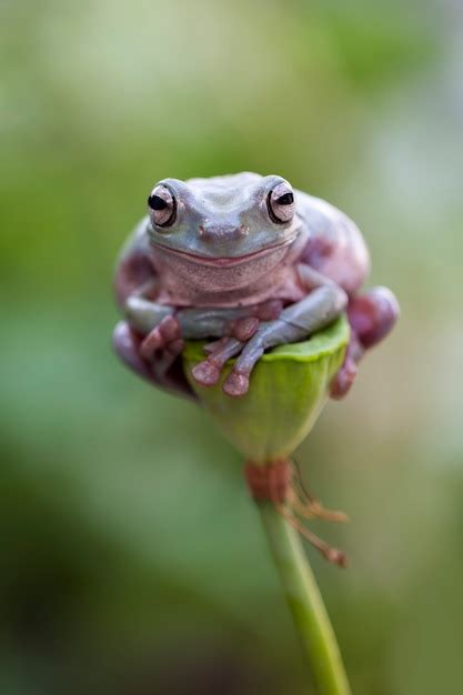 Rainette Verte Grenouille Décharnée Papouane Rainette Verte Photo Premium