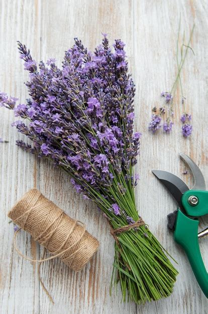 Premium Photo Seasonal Pruning Of Lavender