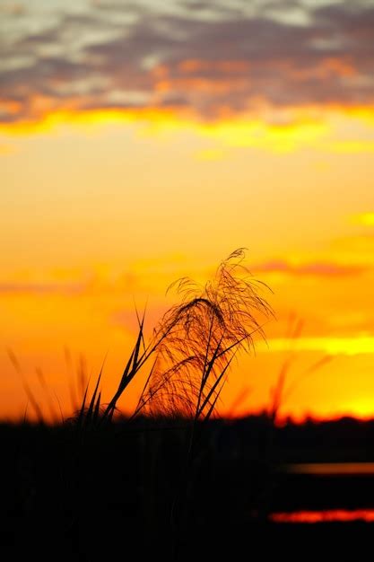 Premium Photo View Of Grass And Sunset