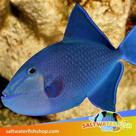 Triggerfish Care Sheet Learn About Triggerfish Diet Food Tank