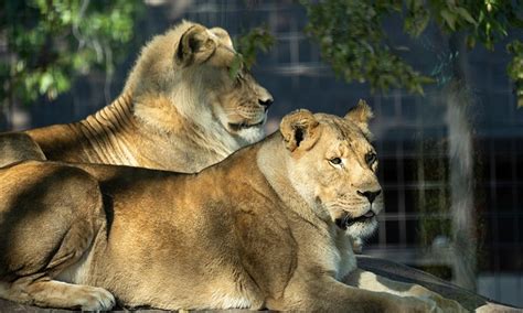 Párja Halála Után Növesztett A Hímekre Jellemző Sörényt A 18 éves