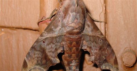Mournful Sphinx Moth South Carolina Public Radio