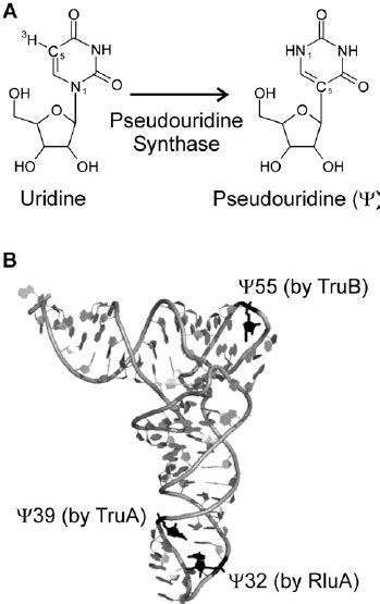 Structure Of Pseudouridine And Modification Sites In E Coli Trna Phe Download Scientific