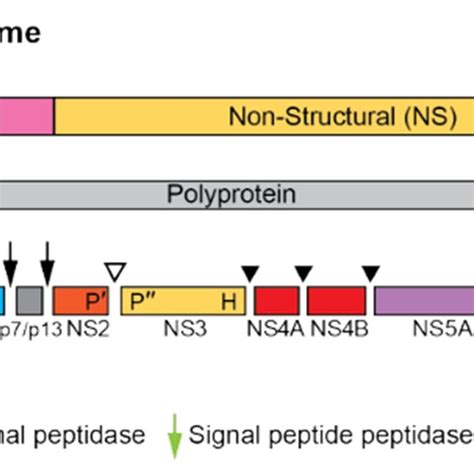Hepacivirus Genome Organization Not To Scale And Polyprotein