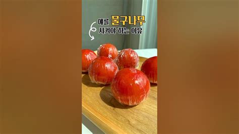 얘를 물구나무 시키는 이유 Youtube