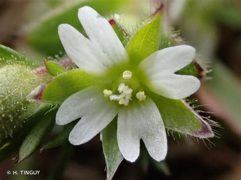 Cerastium Diffusum
