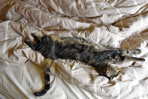 The Reason My Bed Does Not Get Made Imgur