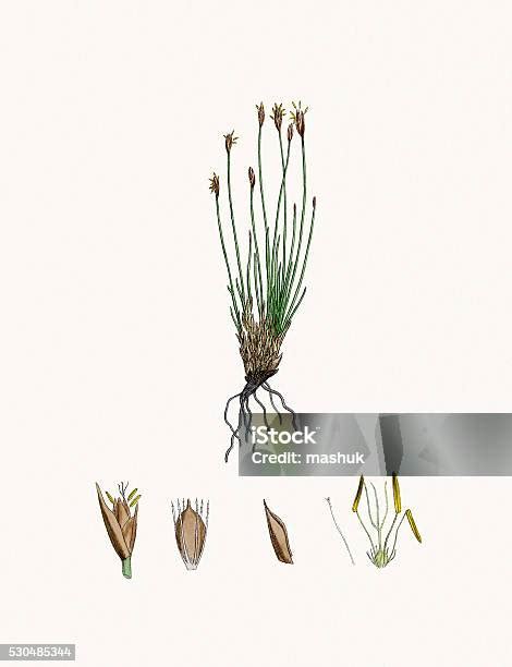 Bulrush Grass Edible Plant Used In Crafts Stock Illustration Download