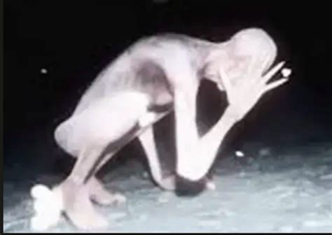 Pale Crawler Humanoid Trail Cam Captures From Hillsborough County Florida Photos Nexus Newsfeed