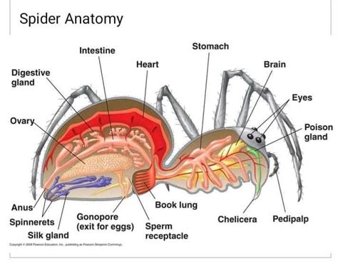 The Spider Club Of Southern Africa Facebook