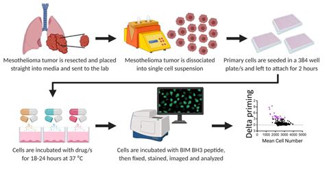 Dynamic Bh3 Profiling Predicts Drug Response Innovations