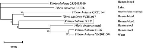 whole genome sequencing of a non o1 o139 group vibrio cholerae isolate