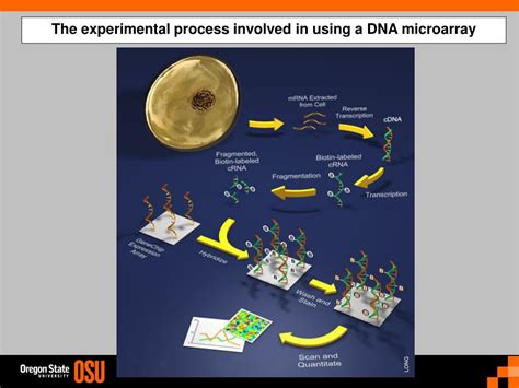 Ppt Microarray Data Analysis A Brief Overview Powerpoint Presentation Id3585551