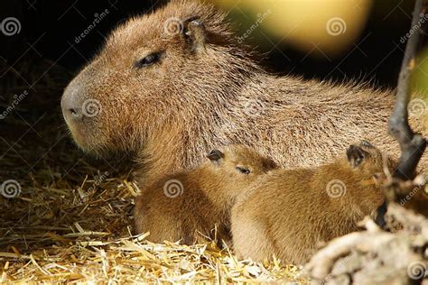 Capibara Con Cachorros Foto De Archivo Imagen De America 178797626