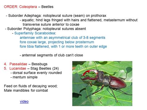 Order Coleoptera