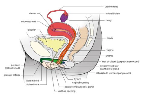 Infundibulum Female Reproductive System