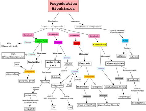 Unlocking The Enzyme Concept Map Answer Key Revealed