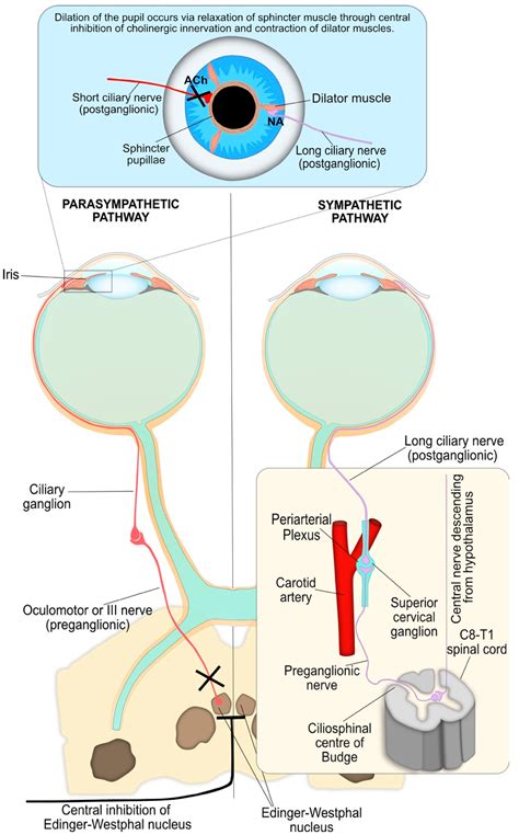 Pupillary Reflex Diagram