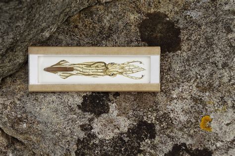 Microfossil Slides Iii Watercolour Reconstruction Slides Microfossil Slides Iii Watercolour Reconstruction Slides